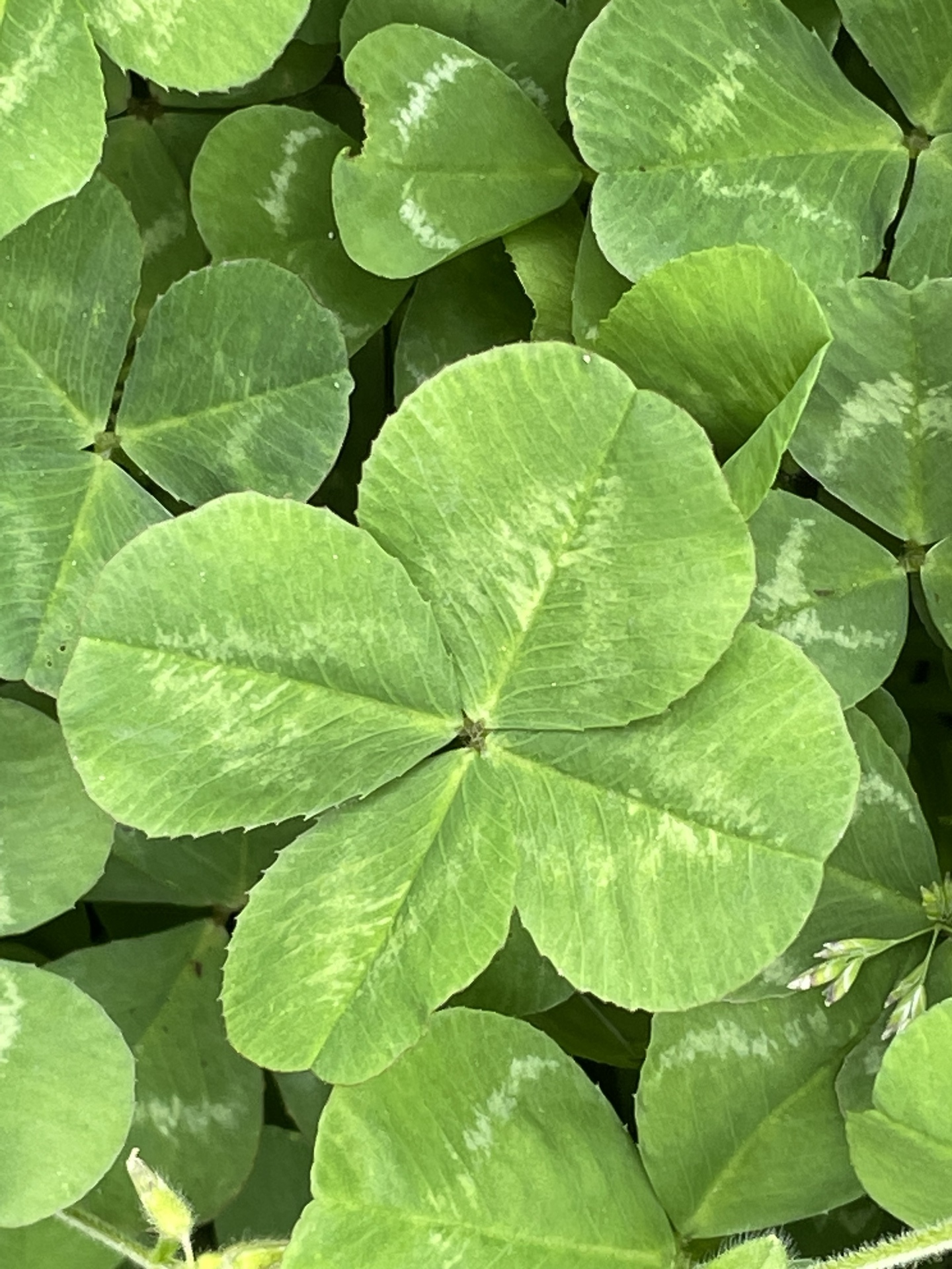 バッタリ: バンザイ‼エンジェルくん