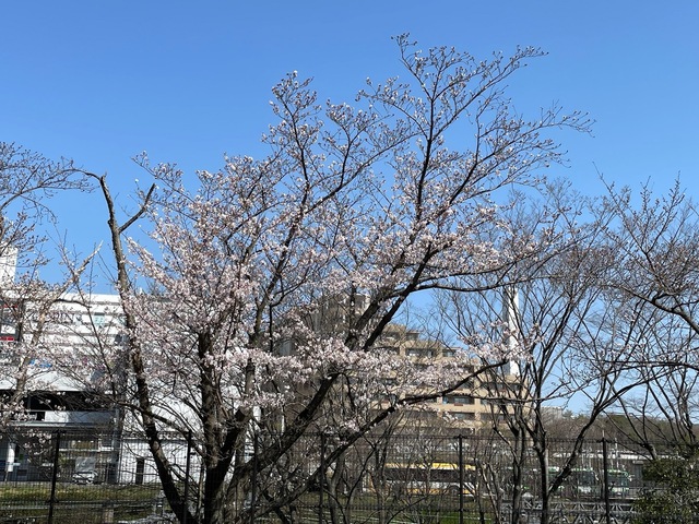 なんと平和な朝: バンザイ‼エンジェルくん